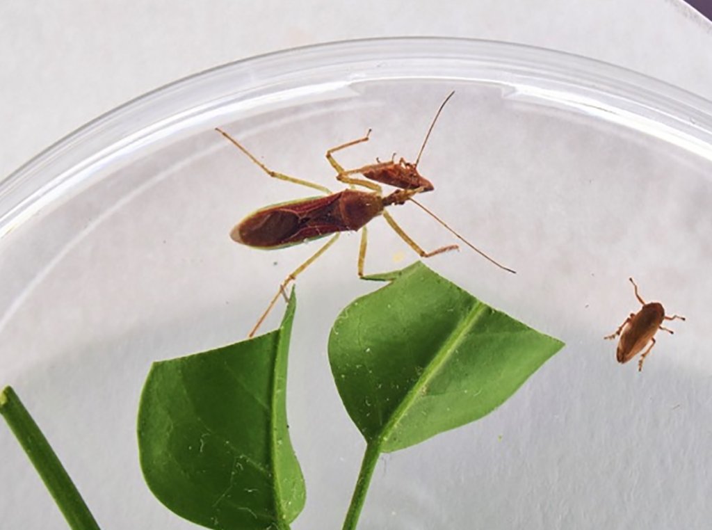 xylella – Dyrecta Lab